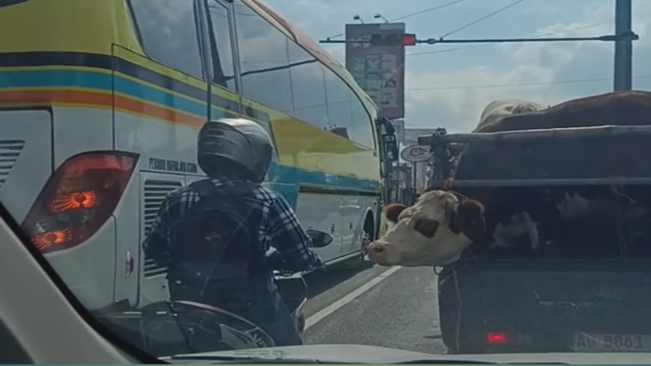 meme sapi core terlucu yang saya temukan di Indonesia - YouTube