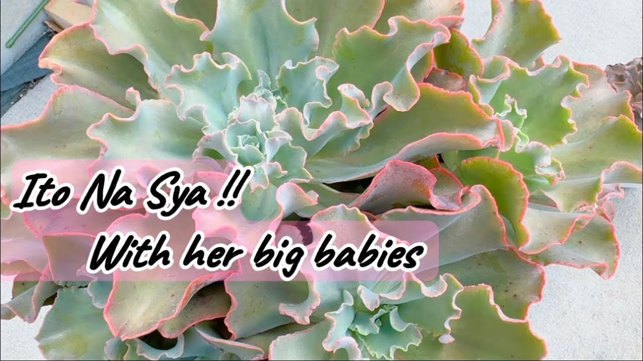 ITO NA SYA KALAKI NGAYON.ECHEVERIA TAKASAGO NO OKINA AT KANYANG MGA ...