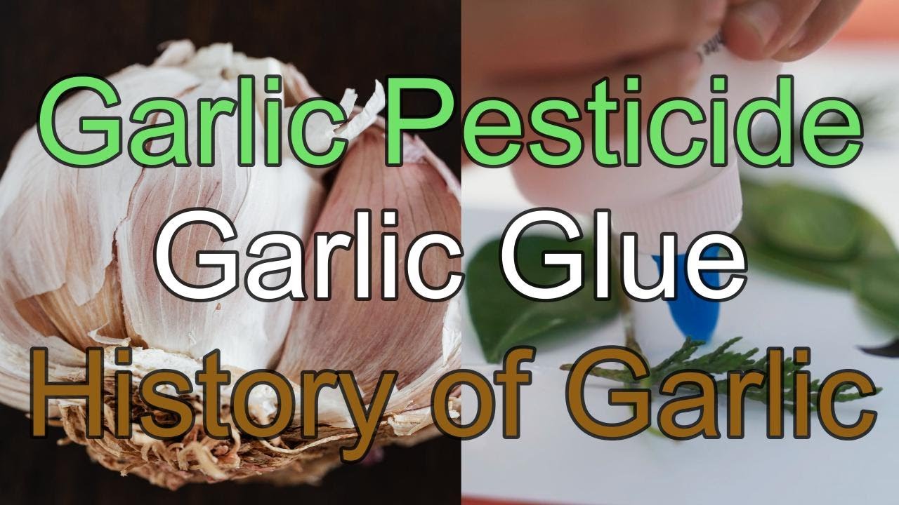 Garlic's history and discover fun ways to use it. - YouTube
