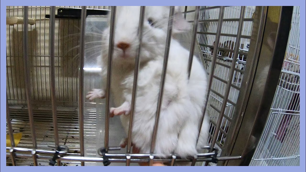 스파이더맨 친칠라(Spider-Man Chinchilla) - YouTube