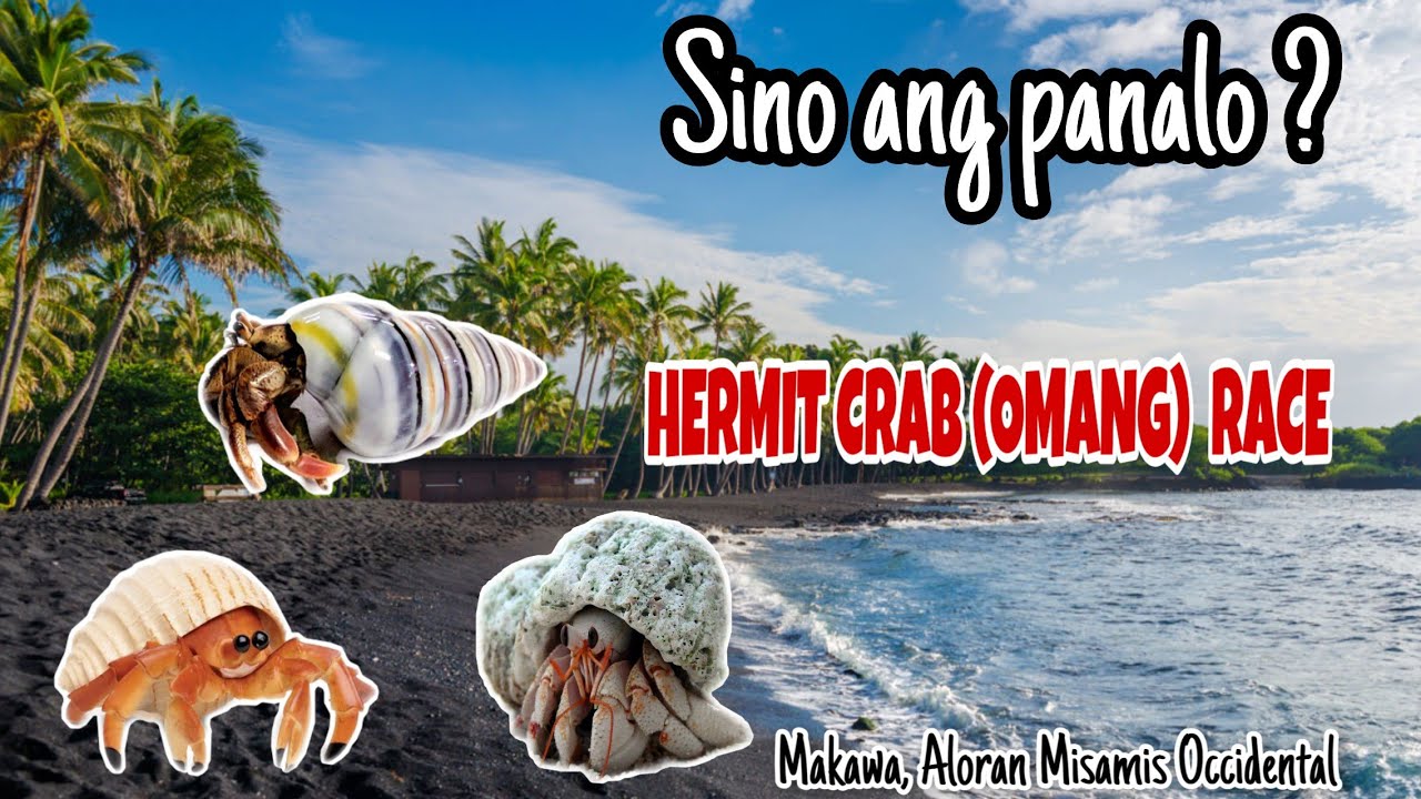 Hermit Crab(Omang) Race | Laptrip to🤣 - YouTube