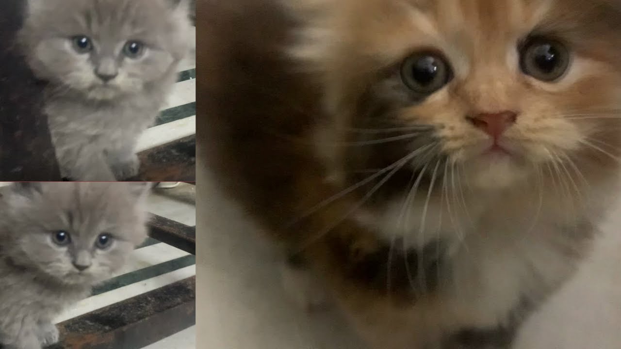 Sahar, The Black Beauty Persian Cat's Kids | Cuteness At Its Best - YouTube