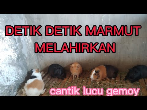 DETIK DETIK MARMUT MELAHIRKAN. #marmut#marmuthias#marmutlucu - YouTube