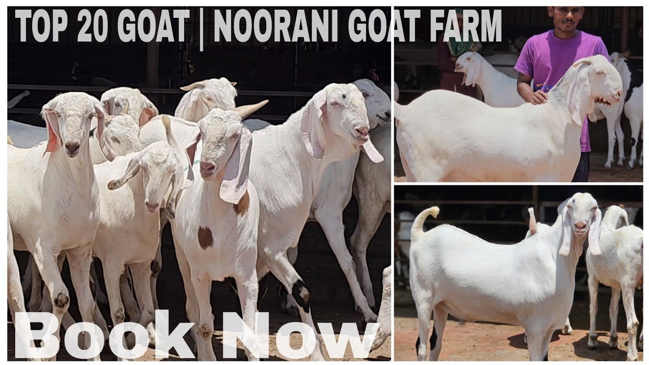 TOP 20 KHASSI GOAT OF NOORANI GOAT FARM | Boking start now Bikri vale ...