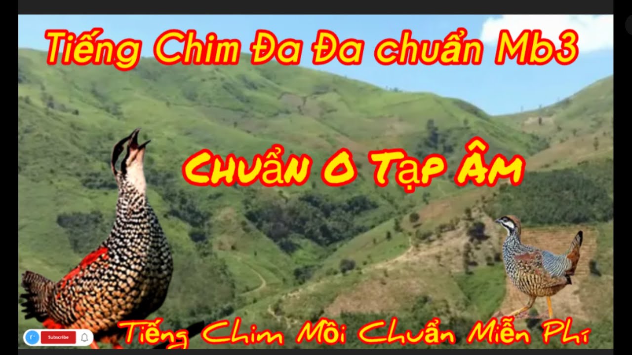 Tiếng chim Đa Đa, Tiếng Chim Đa Đa Mồi Chuẩn Mb3. - YouTube