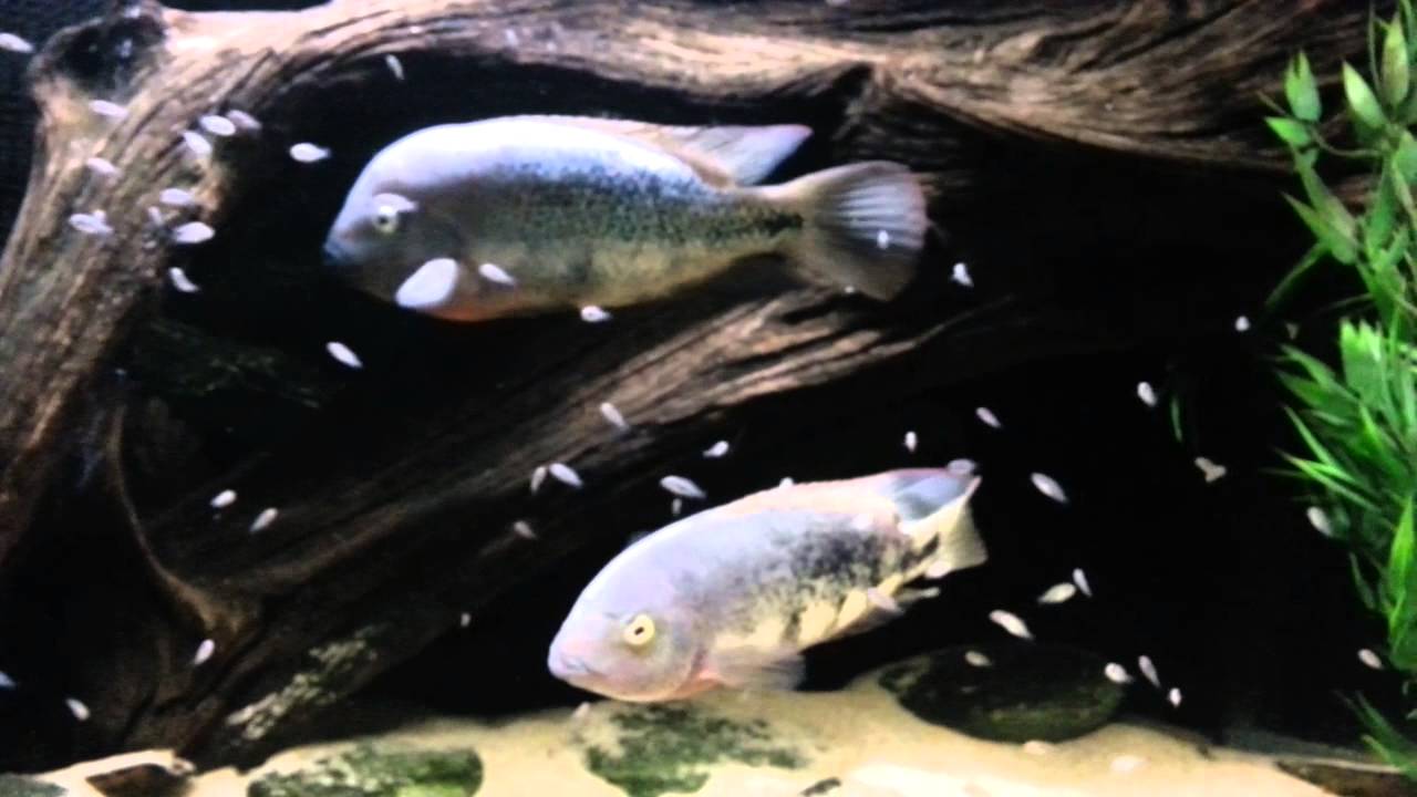 Paratheraps vieja Guttulatum with fry baby fish - YouTube