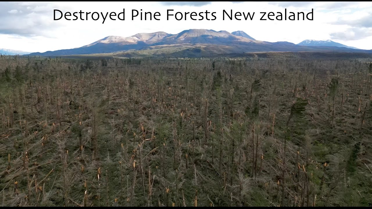Nz pine forest destroyed in cyclone - YouTube