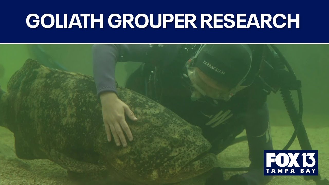 Studying the Goliath Grouper's intelligence - YouTube
