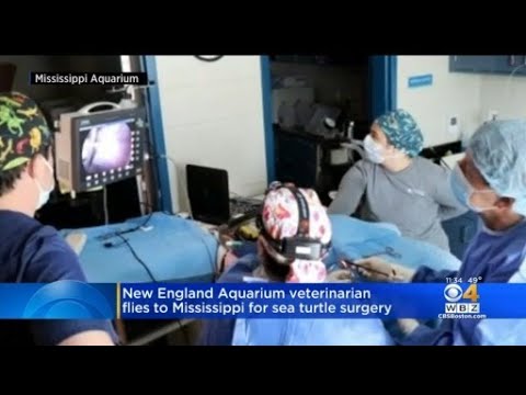New England Aquarium Veterinarian Flies To Mississippi For Sea Turtle ...