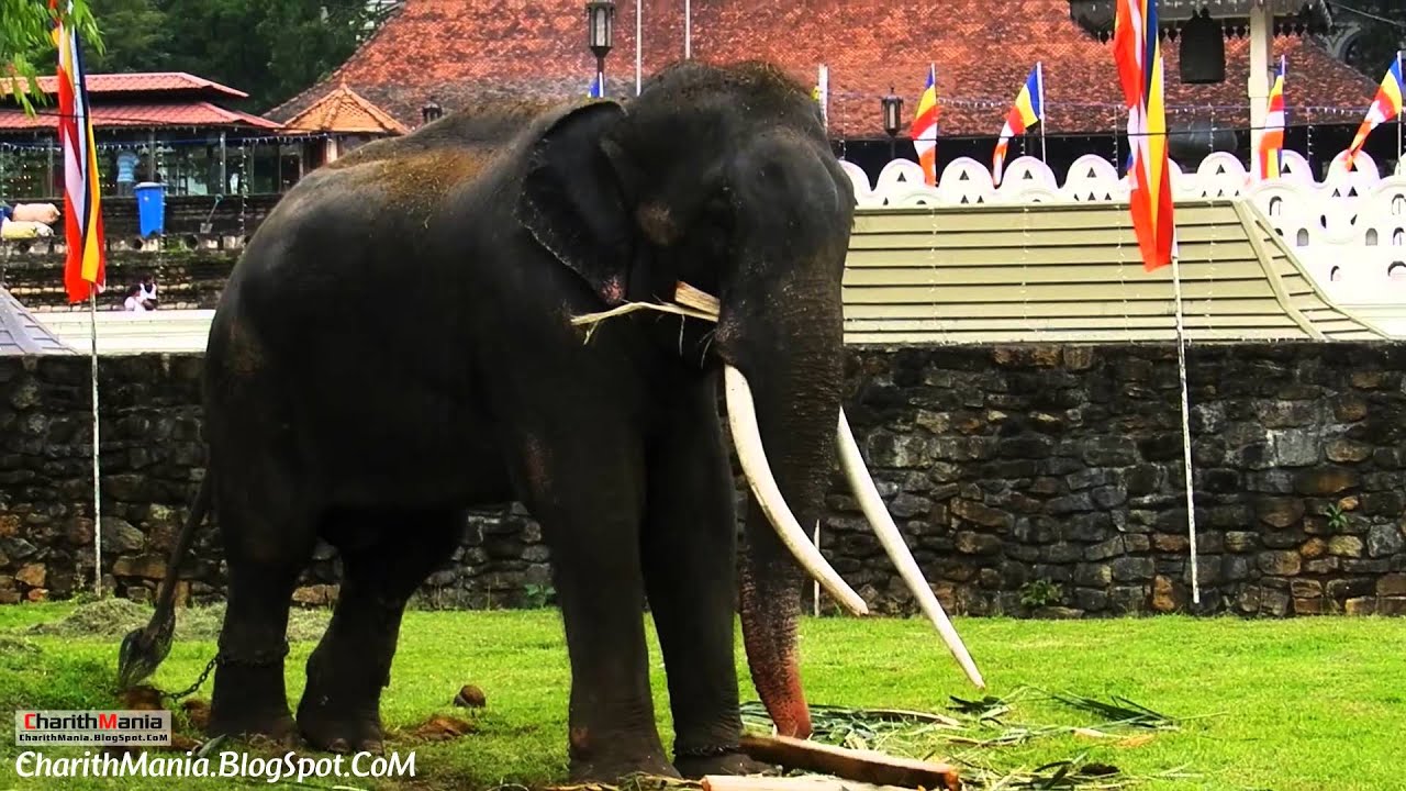 Elephants Sri Dalada Maligawa Kandy - YouTube
