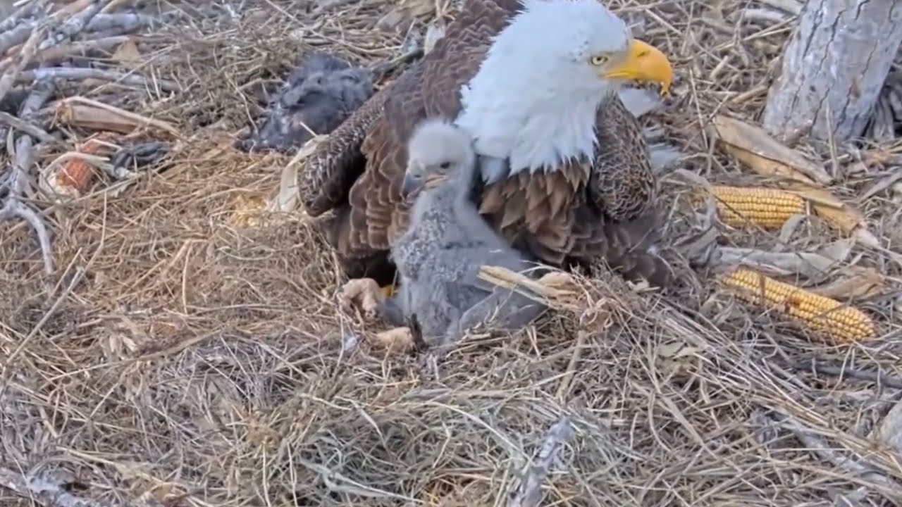 Kansas Eagles 4-2-25. Moments in Time: Kanza at Two Weeks Old! - YouTube