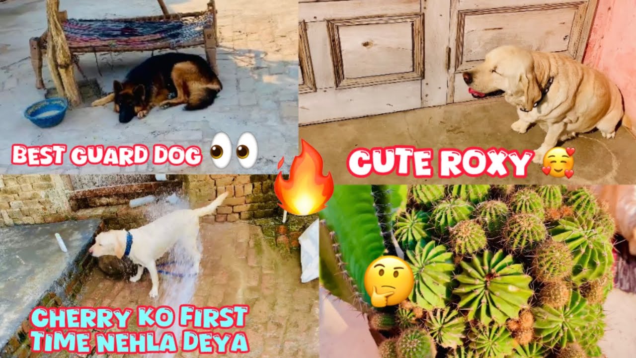 Best Guard Dog😀Cherry Labrador Ko First Time Nehla Deya🛁Apne Cute Roxy ...