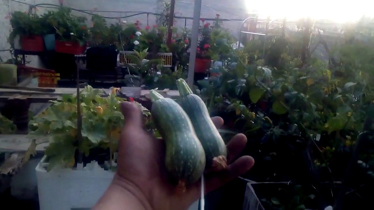 JARDIN DE LICHA - YouTube
