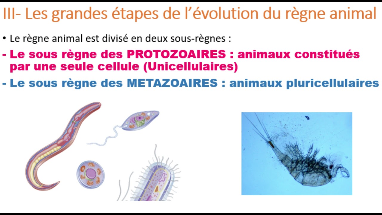 Biologie animale : Les Protozoaires - YouTube