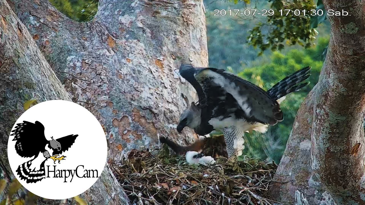 Harpy Eagle chick growing apetite & coati at the nest - HarpyCam #11 ...