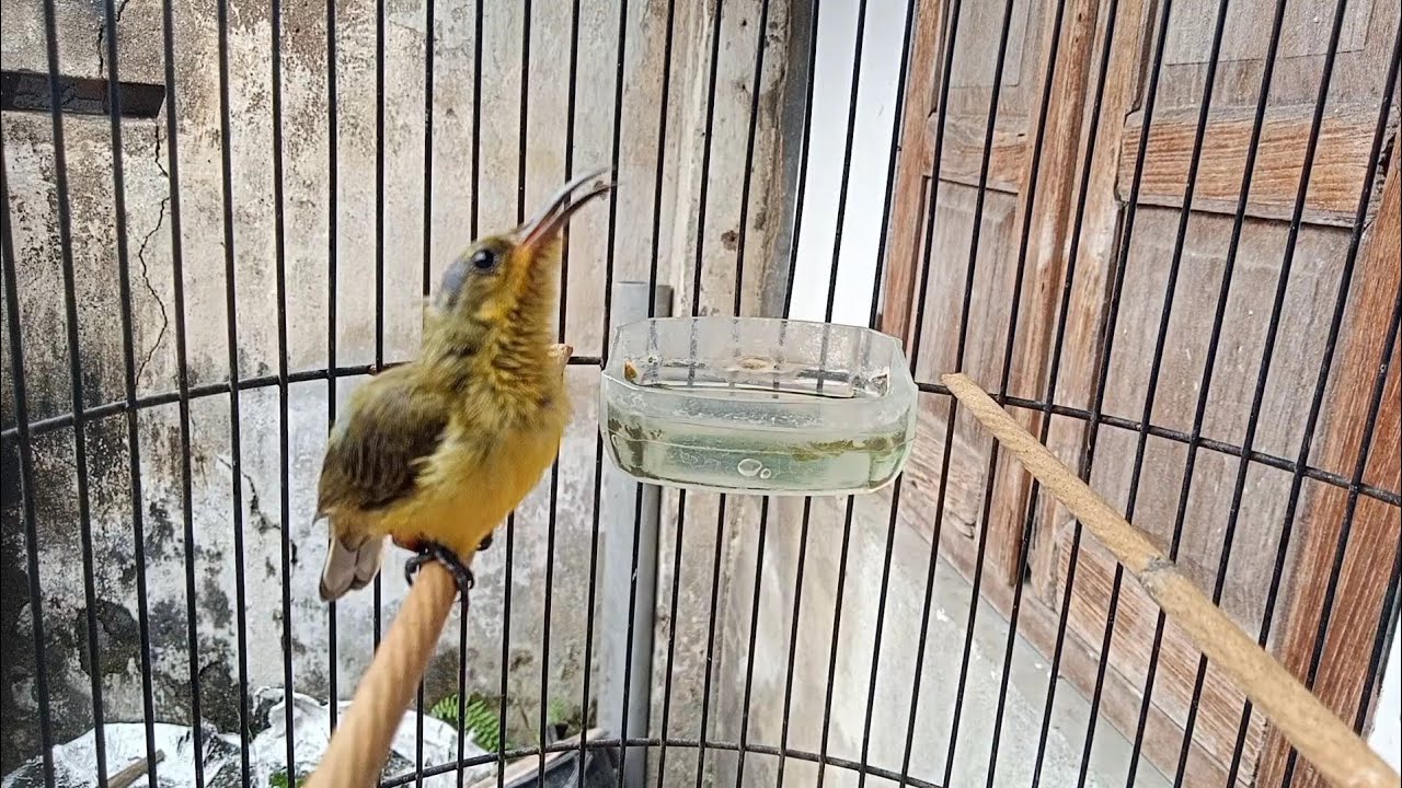 Si botak - YouTube