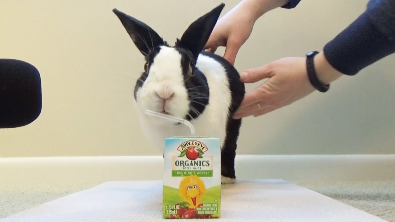 Rabbit tries a juicebox - YouTube