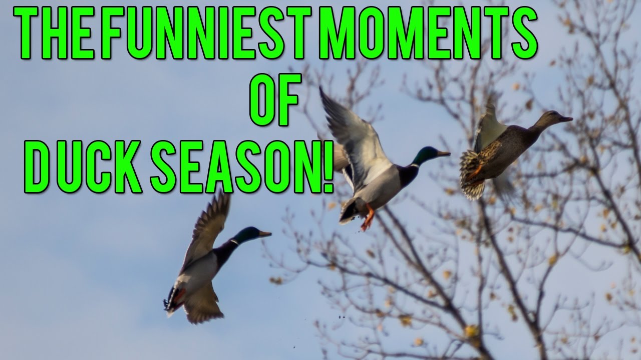 The Funniest Moments of Duck Season - YouTube