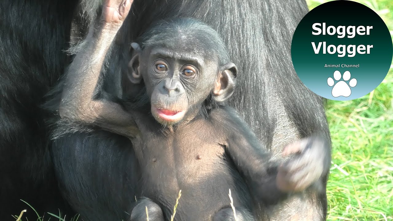Baby Bonobo Loves Climbing And Jumping Of The Adults Back - YouTube