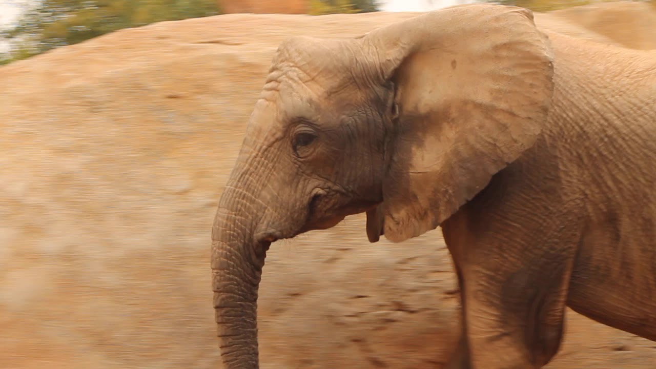 African Elephant chasing birds (Bioparc Valencia) - YouTube