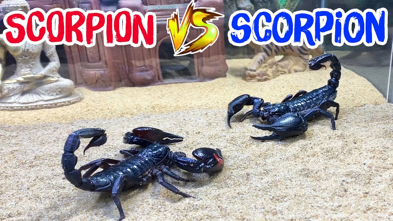 Scorpion vs Scorpion_ Mortal Battle | Animal Fight Trận đấu sinh tử ...