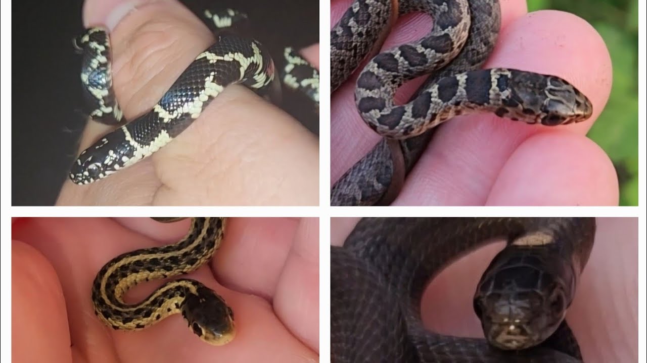 Baby Snakes Everywhere!!! Kingsnake, Redbelly, Racers, & So Much More ...