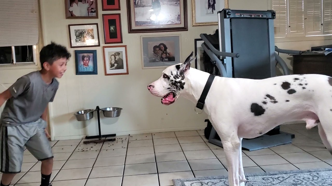 Great Dane Love Memory from 2018 - YouTube