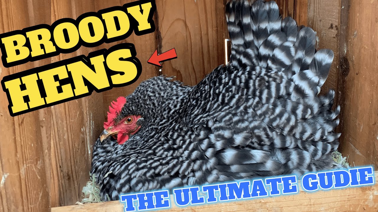 The Ultimate Guide to Broody Hens: Everything You Need to Know - YouTube