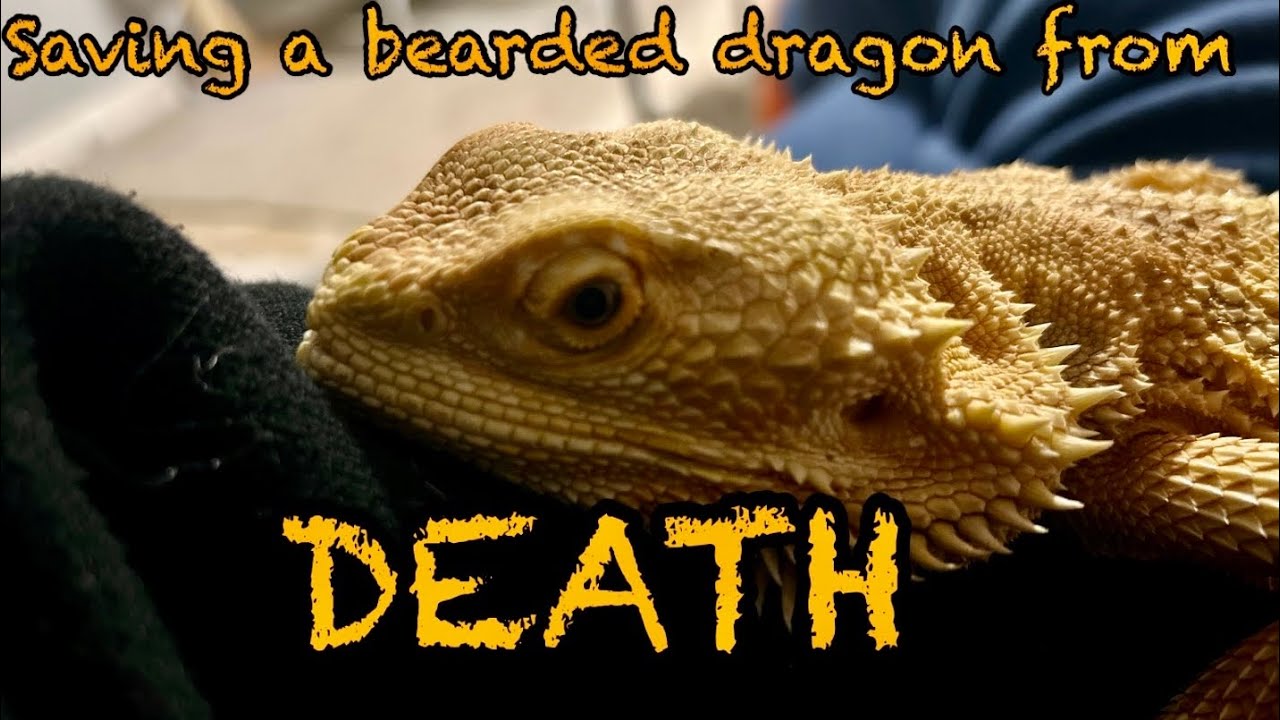 Rescuing a poor Bearded Dragon - YouTube