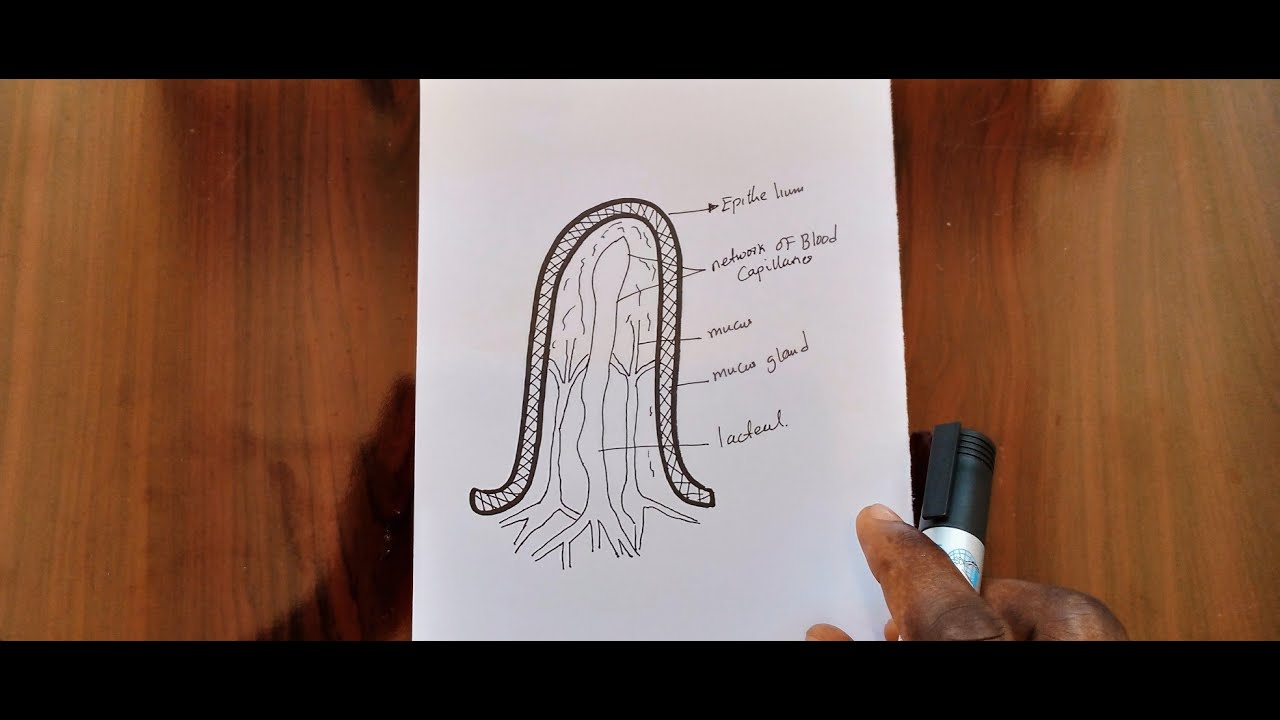 DRAW A SCHEMATIC DIAGRAM OF VILLUS IN SMALL INTESTINE - YouTube