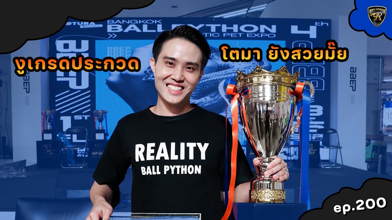 งูบอลประกวด สวยขนาดไหน?【 EP.200| 4K 】#realityballpython #ballpython - YouTube