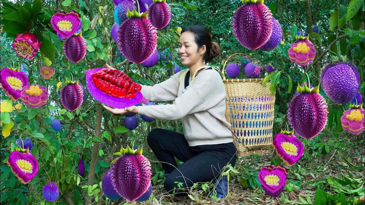 Women Harvesting purple Gac fruits only available in Vietnam - super ...