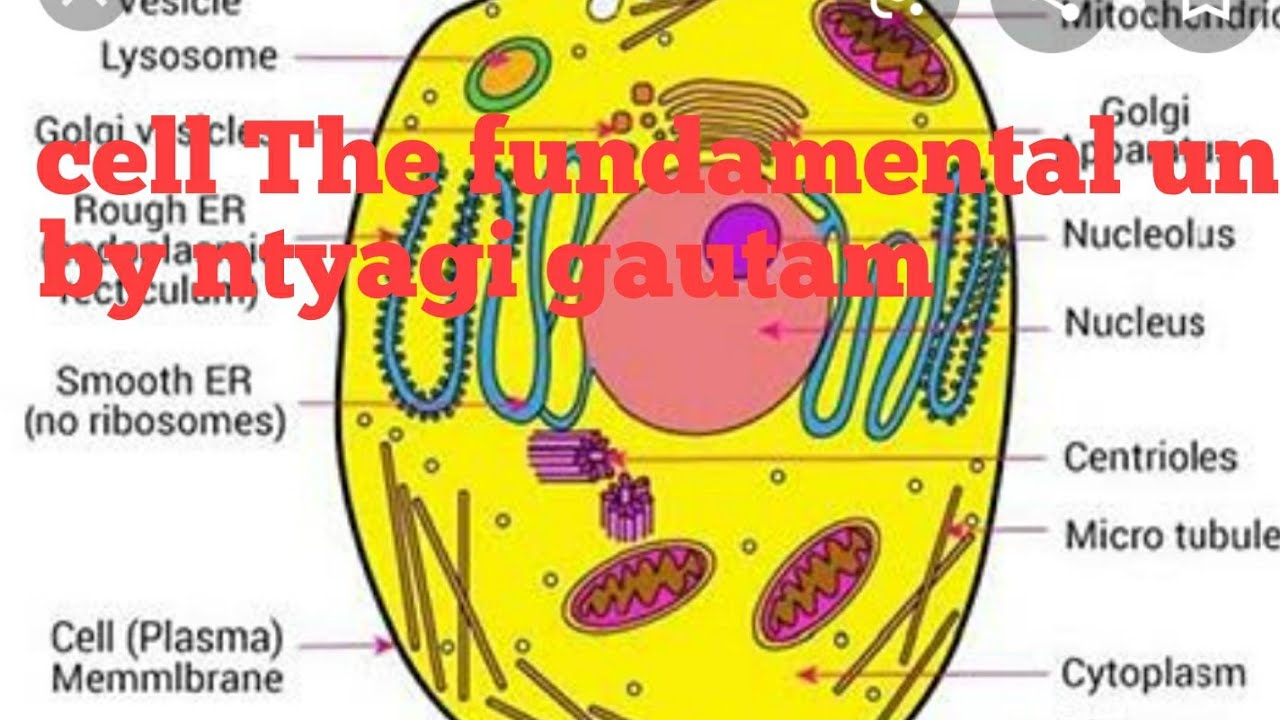 Class-9 cell The fundamental unit of life - YouTube