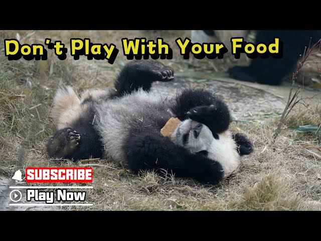 Lazy Panda Memes