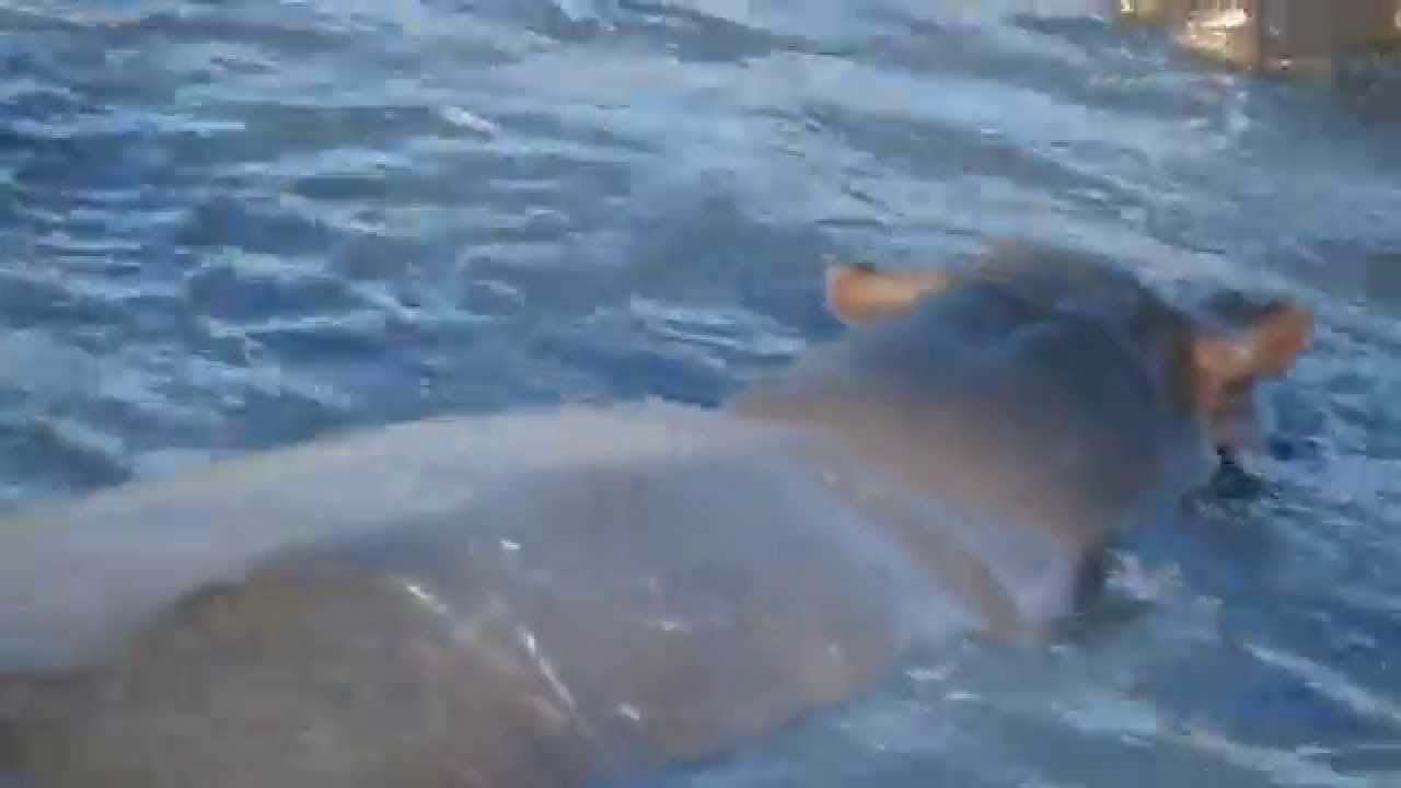 Hippos mating in the Serengeti, Africa! - YouTube