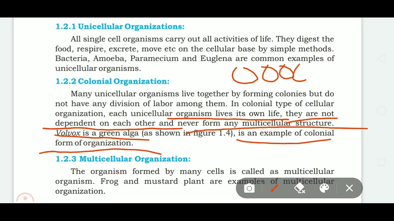 Unicellular, Colonial, and Multicellular organization, Class 9th ...