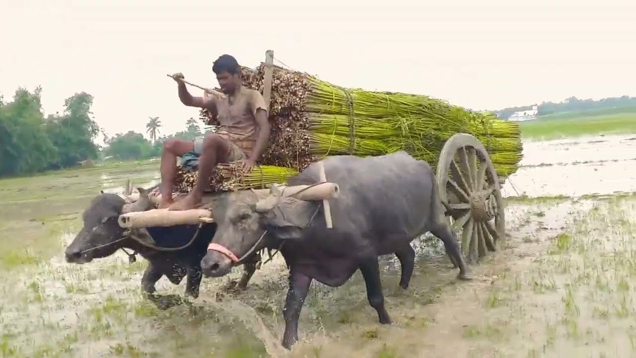 Heavy Loaded Buffalo Cart Crosses the River - YouTube