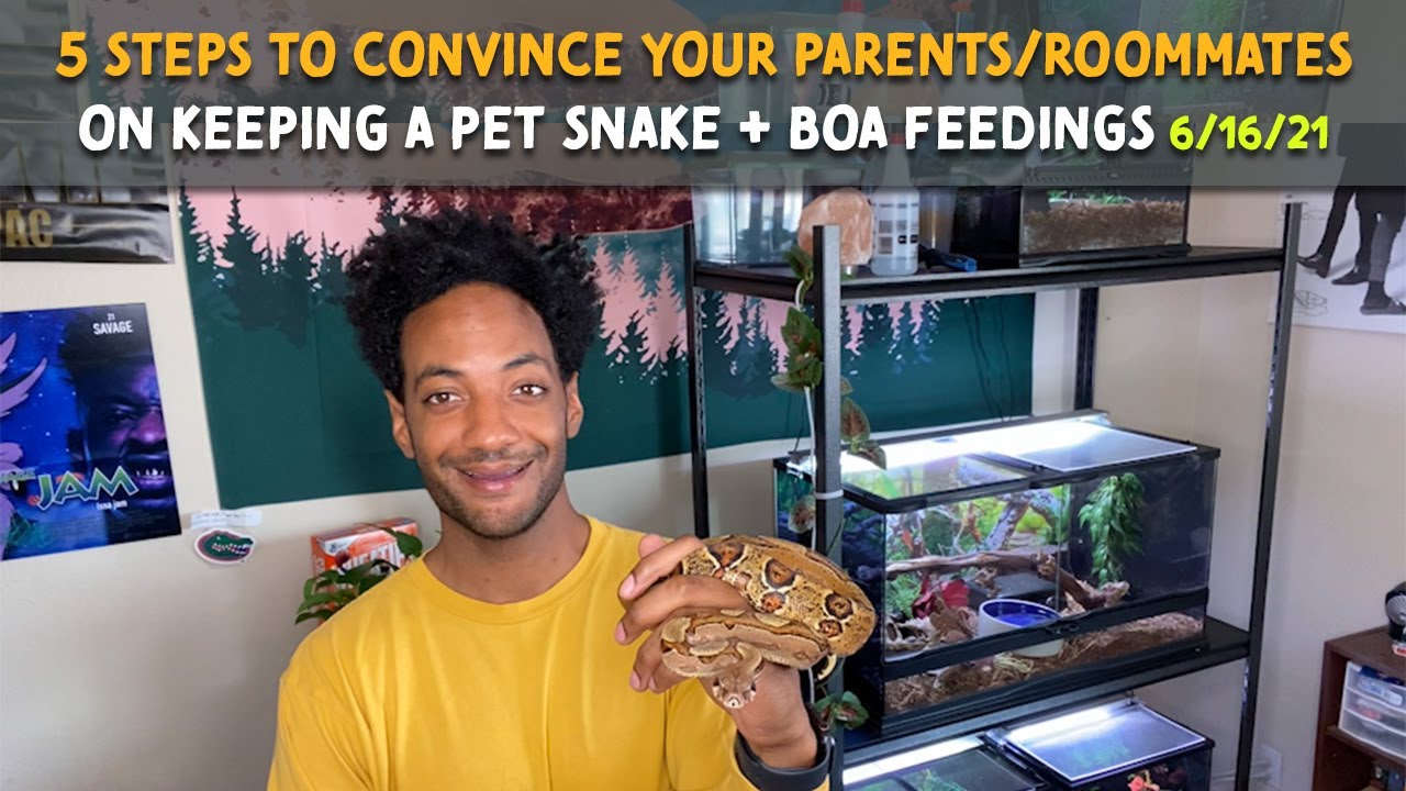 5 Steps To Convince Your Parents/Roommates on a Pet Snake 6/16/21 - YouTube