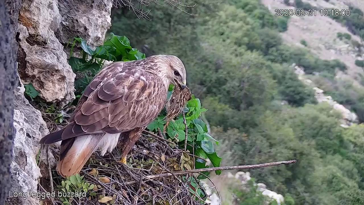 21/02/2020 10:16 Four eggs and prey in the nest (Long legged Buzzard ...