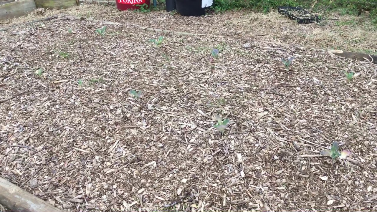 Back to Eden carrot explosion! - YouTube