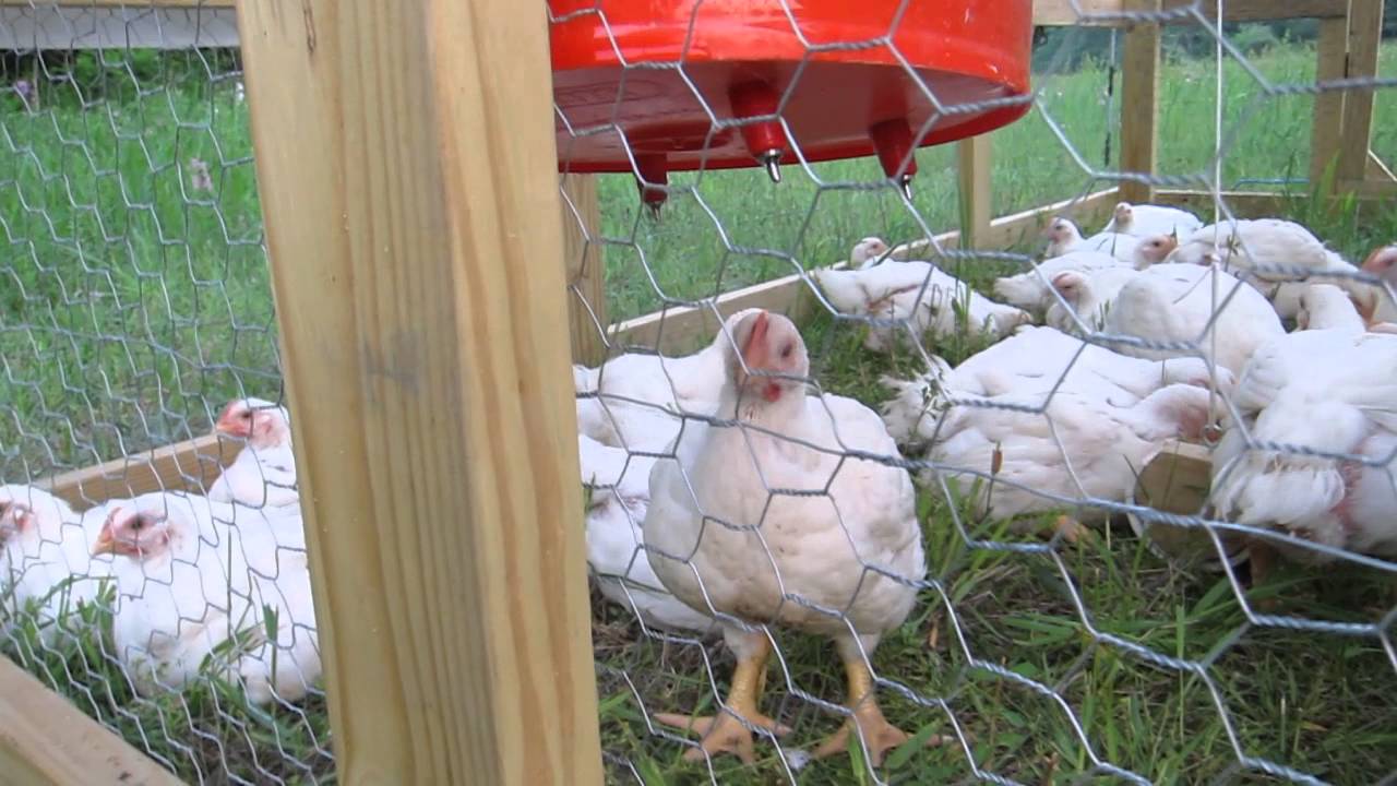 FoodCyclist Farm video update 8 chicken tractors on pasture - YouTube