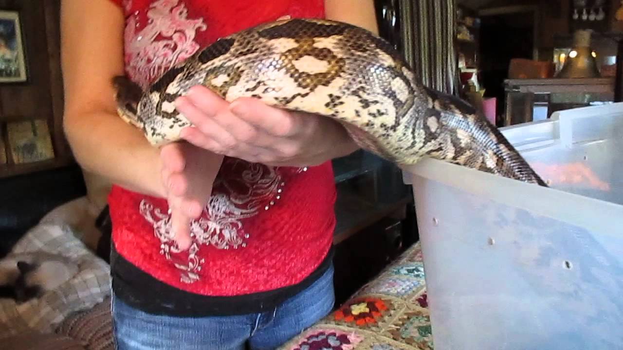 My Daughter Working With My Big Boa Constrictor - YouTube