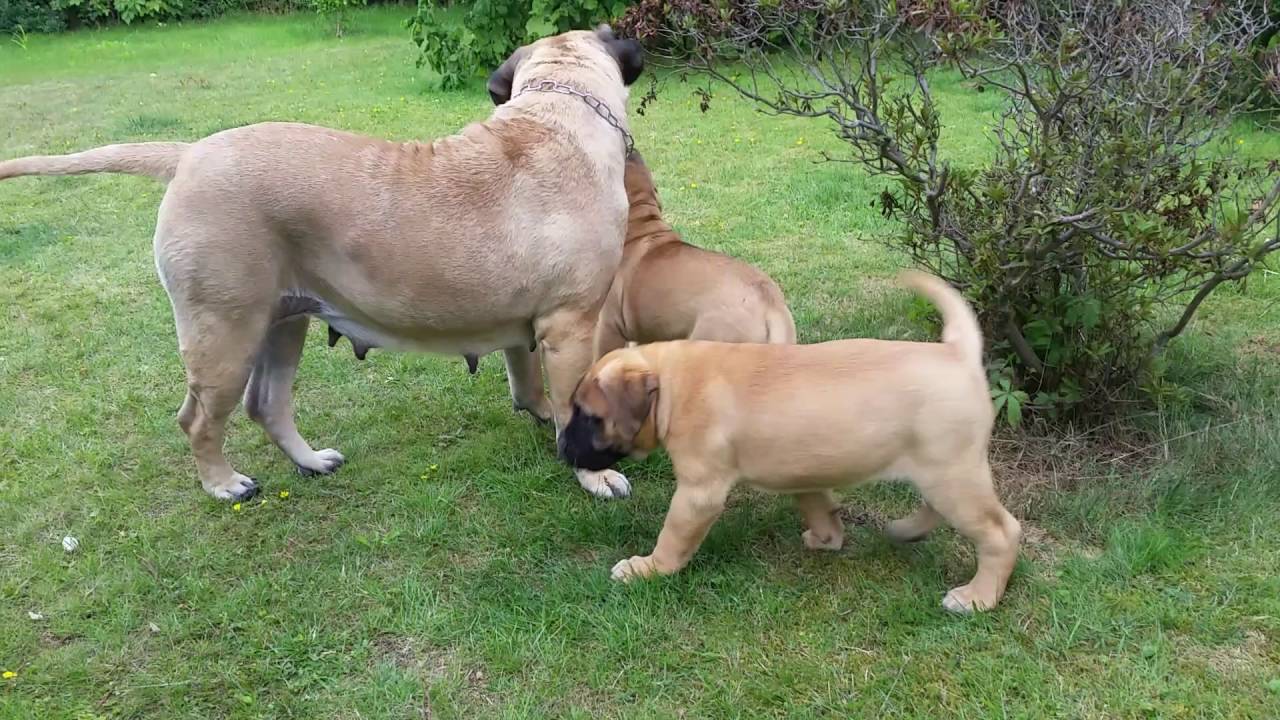 Bullmastiff puppies 9,5 weeks old whit mommy - YouTube