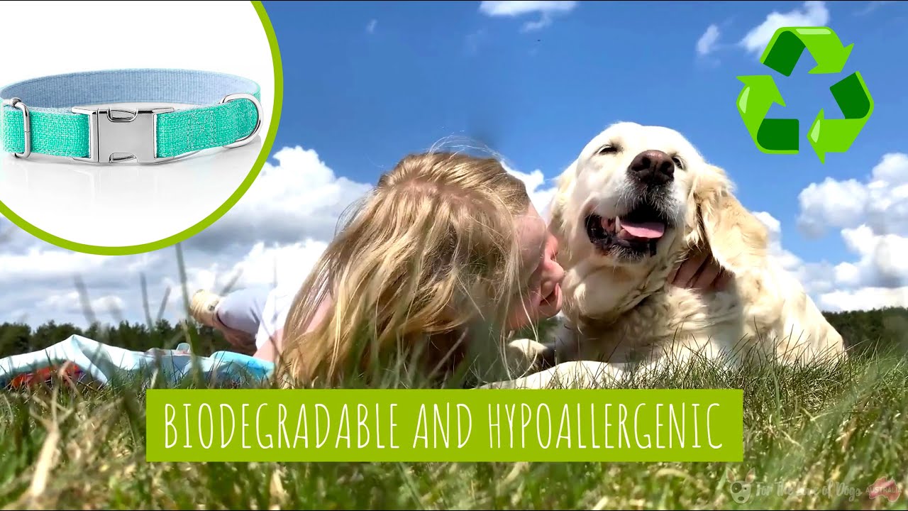 Green Dog Collar | An Eco-Friendly and Sustainable Hemp Collar For Your ...
