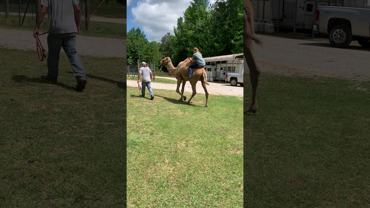 Jamal the camel - YouTube