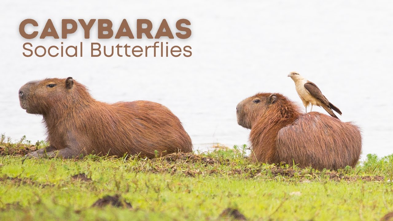 Capybara: Facts & Info About This Giant Rodent - YouTube