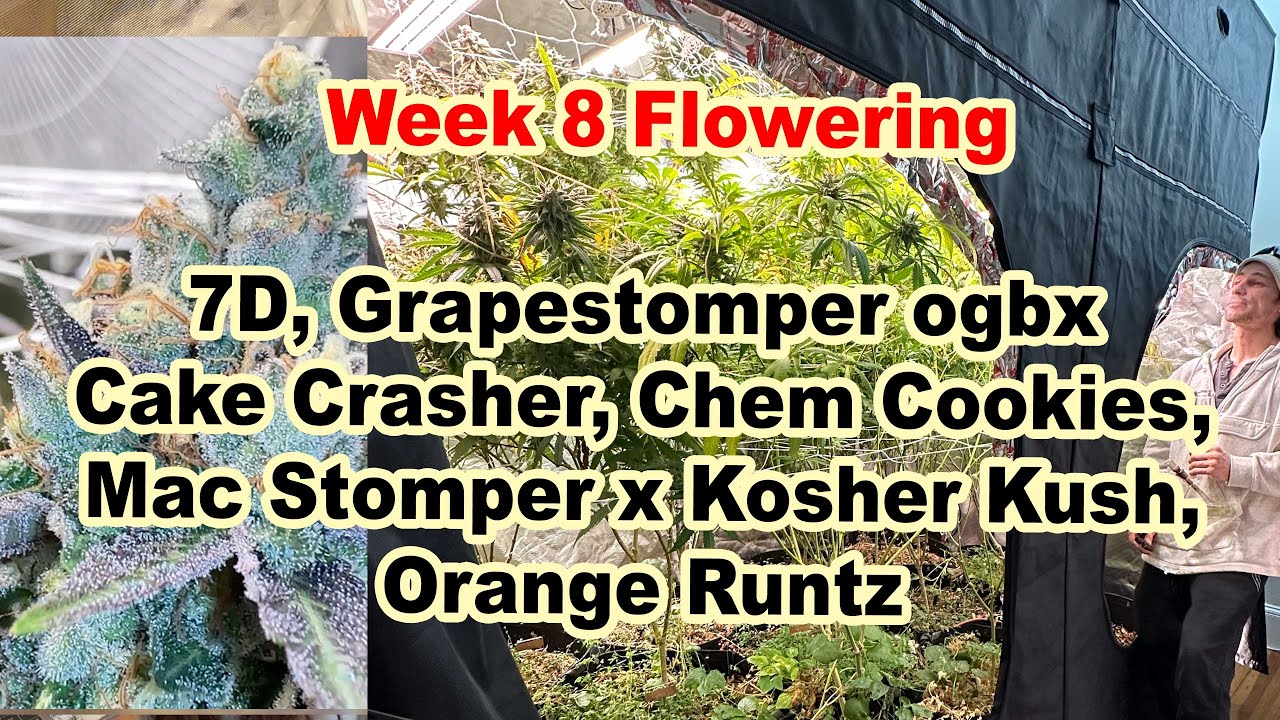Week 8 Cannabis Flowering Grapestomper ogbx, 7D, Mac stomper x kosher ...
