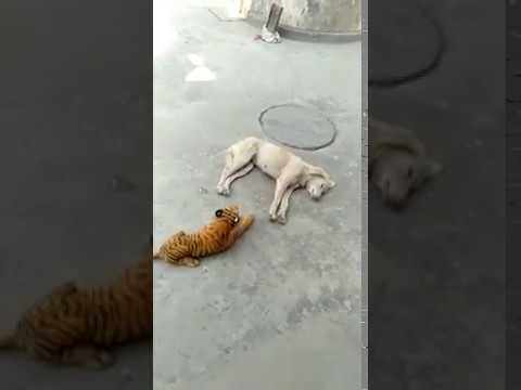 dog vs tiger - YouTube