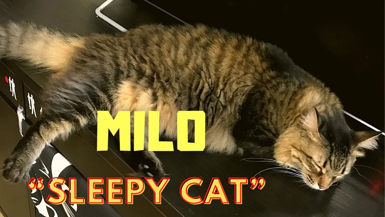 SLEEPY CAT - MiLO #5 - YouTube