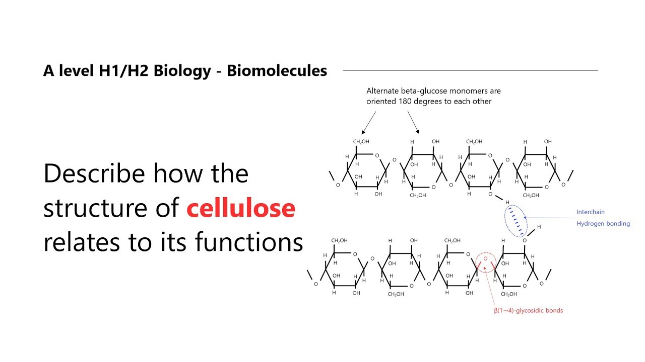 Diffusion Singapore Tuition A Level H1 H2 Biology Cellulose And Diffusion Singapore Tuition A Level H1 H2 Biology Cellulose And